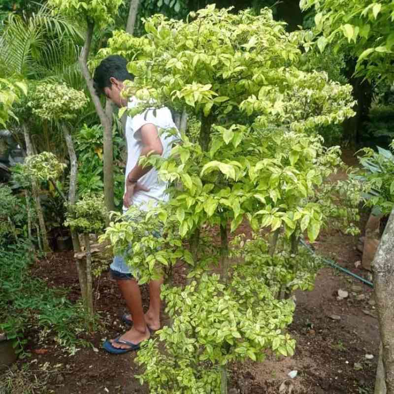 Jual Bonsai Anting Putri Terbaik Tanaman Hias Bonsai Di Seller Lutfi