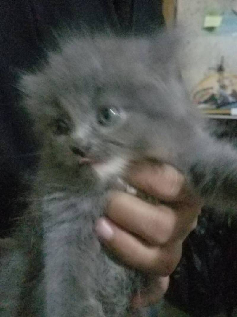 Anak Kucing Anggora Abu Abu