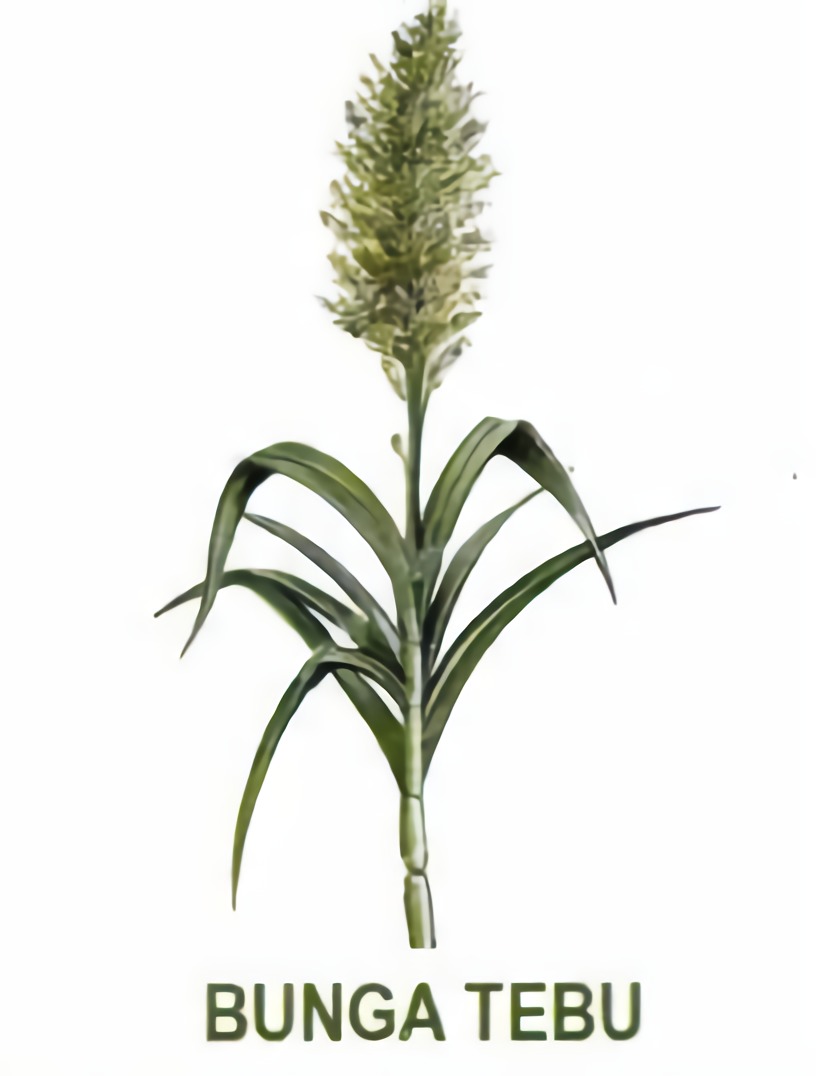 Jual Bunga Tebu Terbaru April 2024 100% Original – Official Store ...