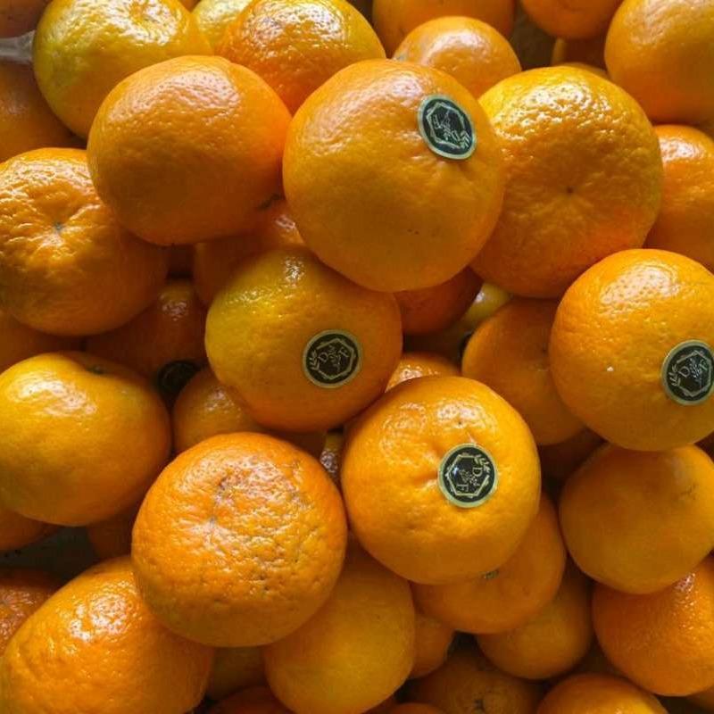 jeruk mandarin murcot