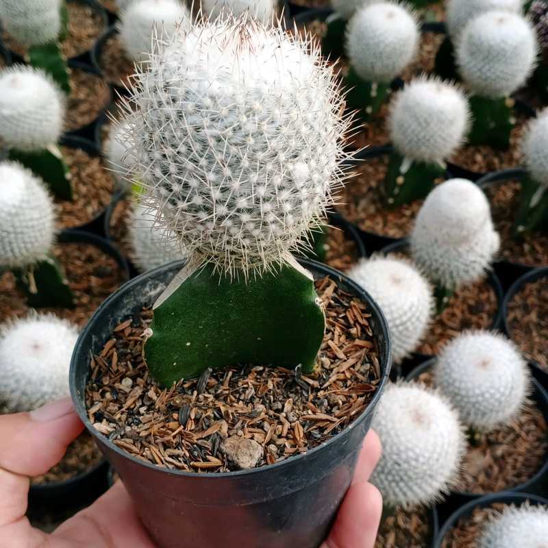 kaktus mini berbunga