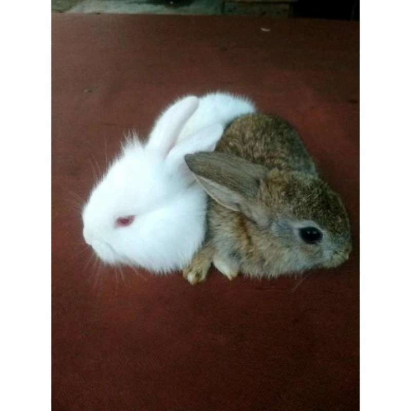 harga kelinci anggora besar