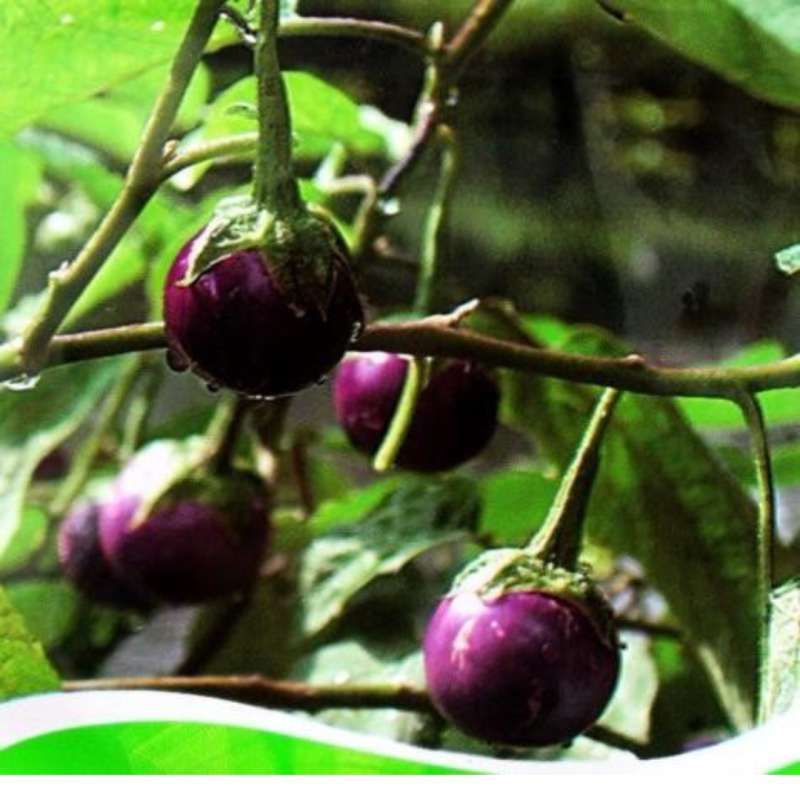 pohon terong lalap ungu