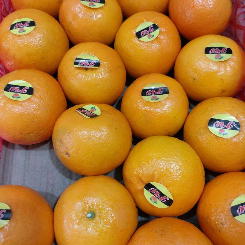 jeruk mandarin harga