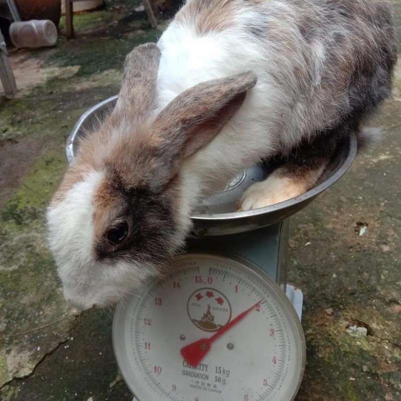 harga kelinci anggora besar