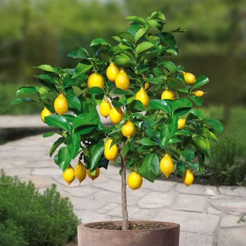 pohon lemon