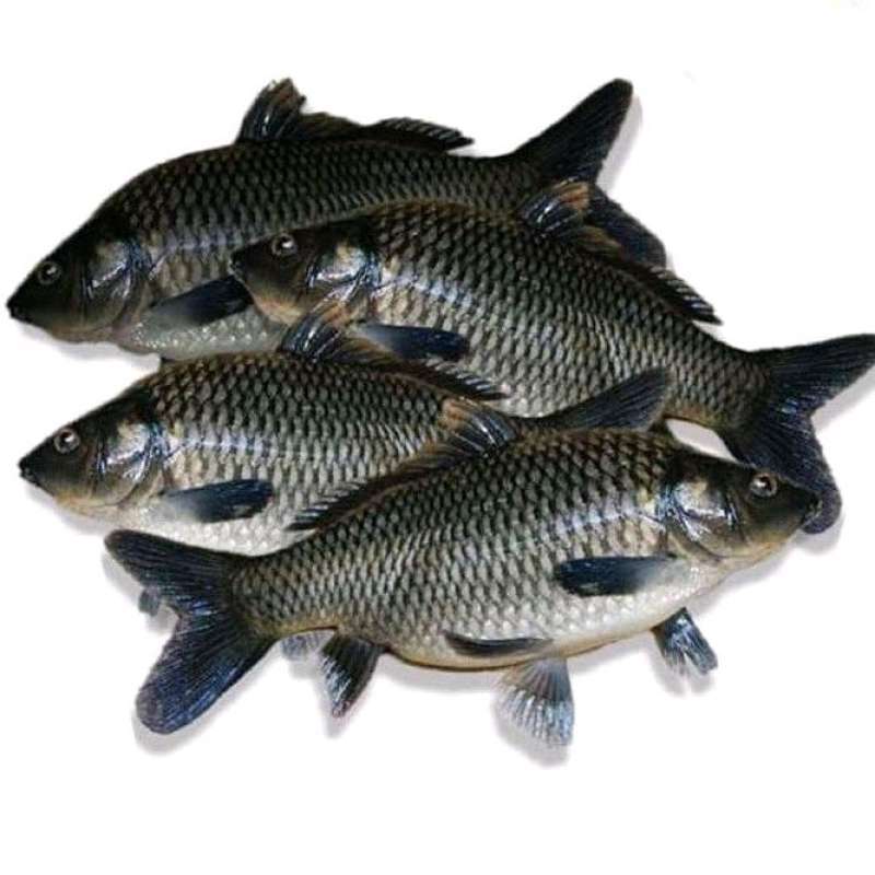 ikan emas