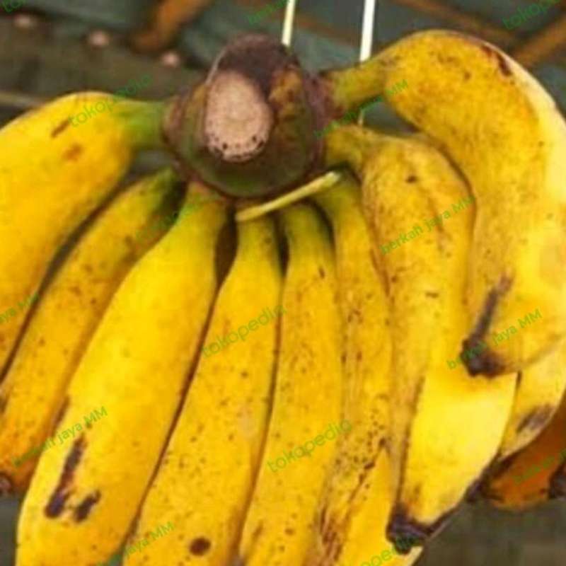 pisang raja bulu untuk bayi