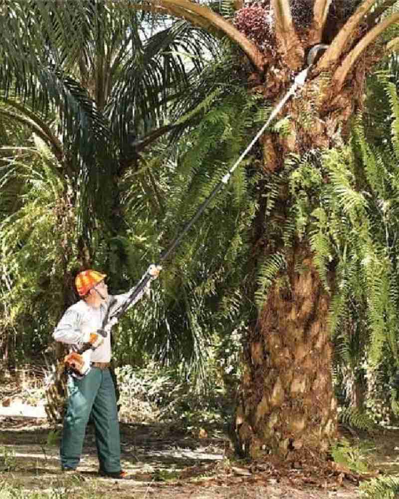Stihl palm cutter store