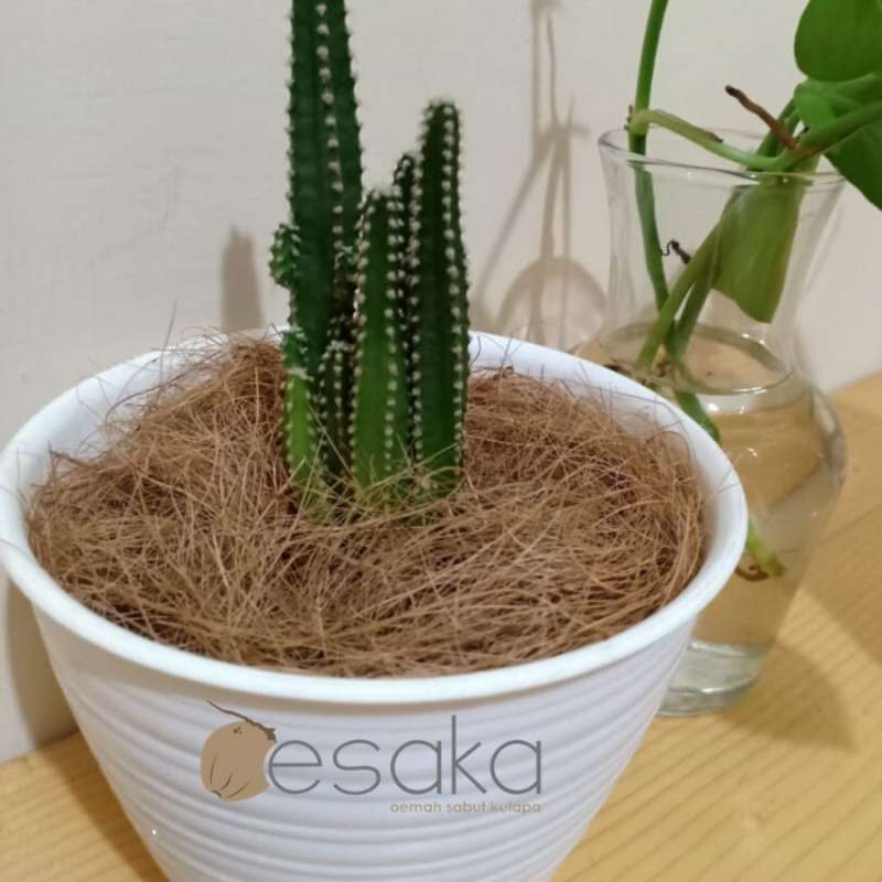 jual sabut kelapa untuk tanaman