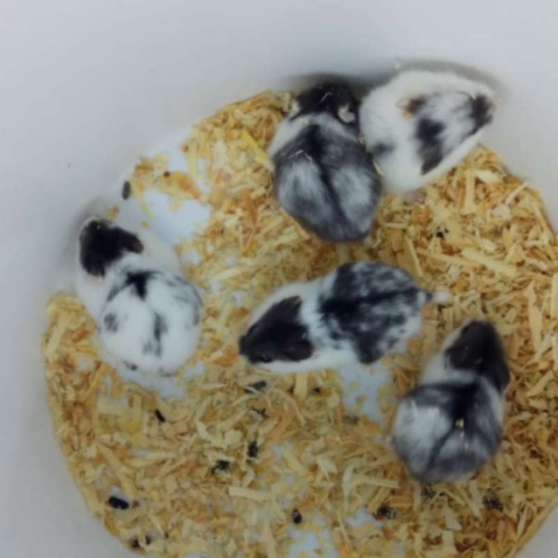 fancy bear panda hamster