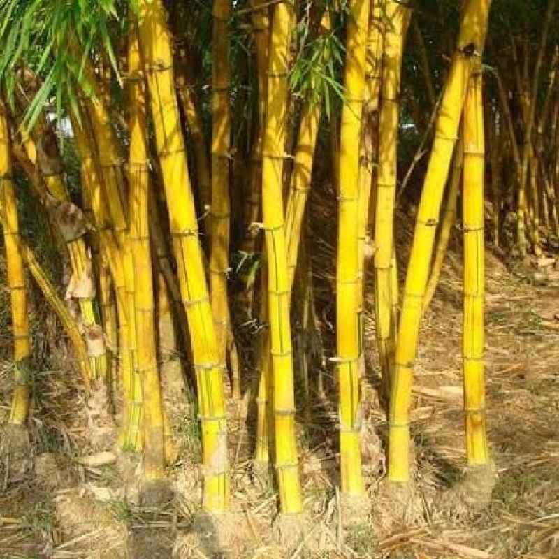 pagar bambu kuning