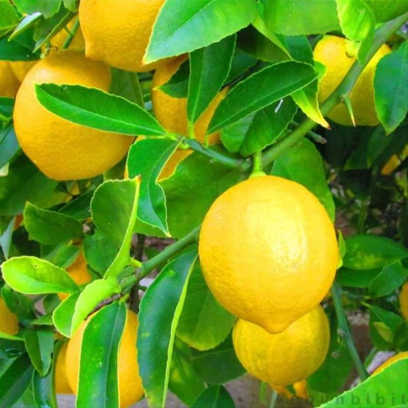 pohon lemon