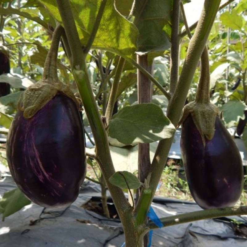 pohon terong lalap ungu