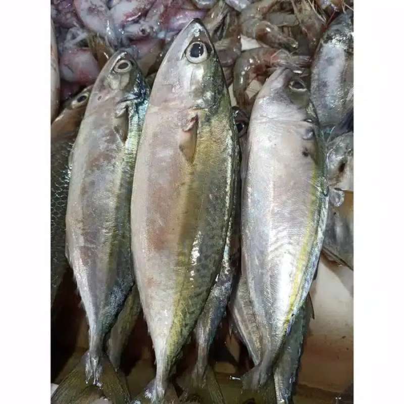 ikan iban
