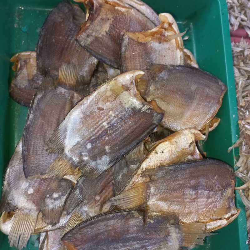 ikan tembakang