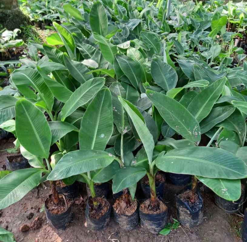 pisang raja bulu untuk bayi