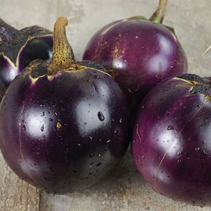 pohon terong lalap ungu