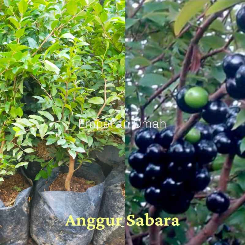 bibit pohon anggur hitam