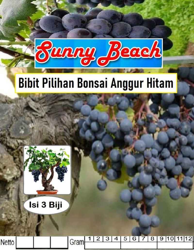 bibit pohon anggur hitam