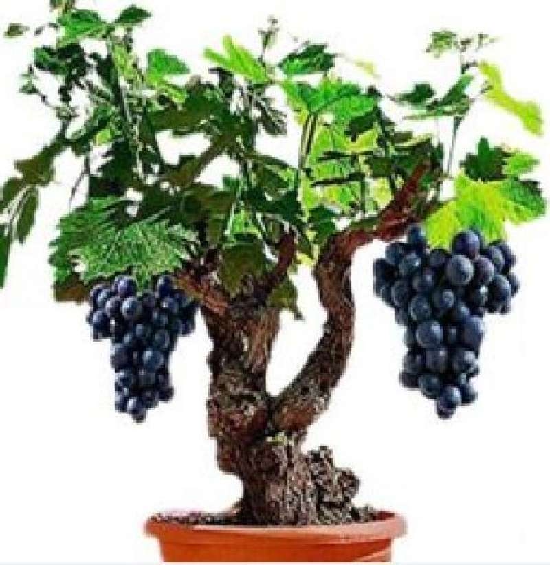 bibit pohon anggur hitam