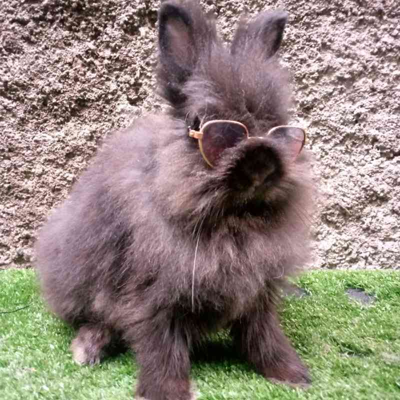 harga kelinci anggora besar