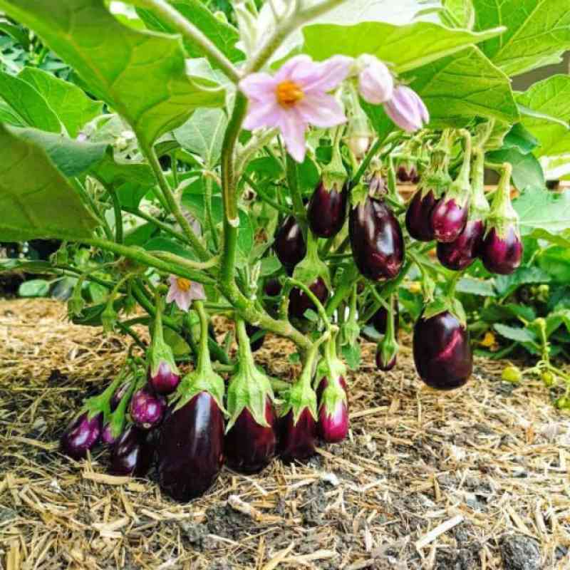 pohon terong lalap ungu