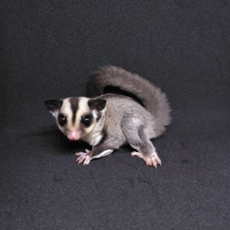 sugar glider grey harga
