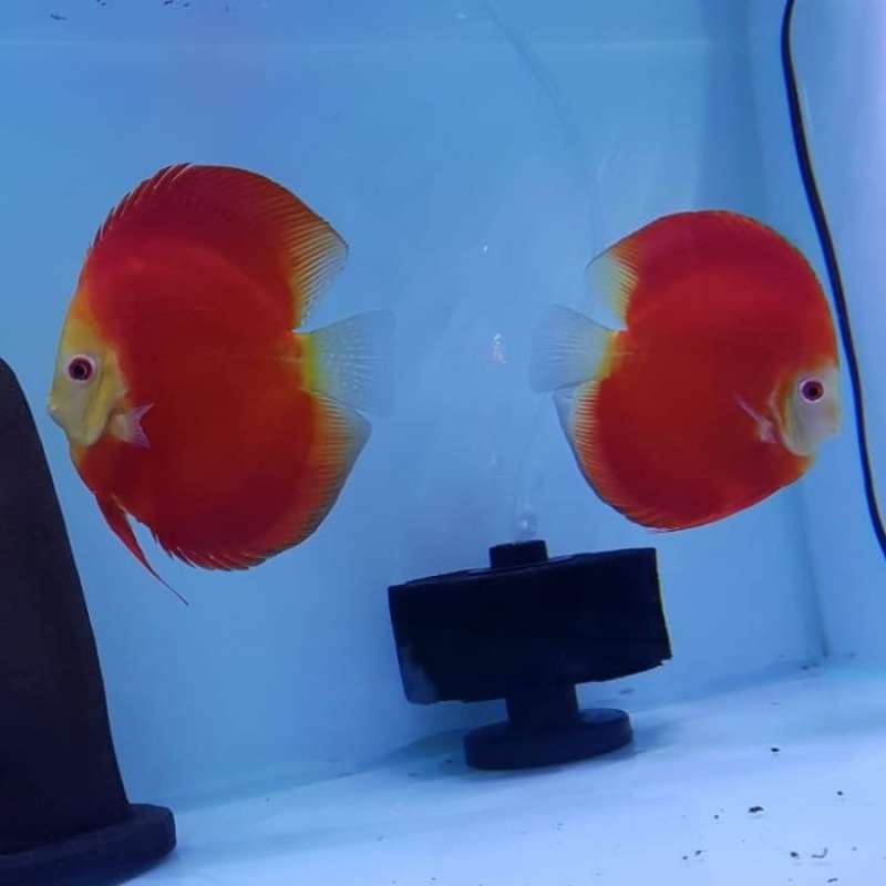 discus red melon hb
