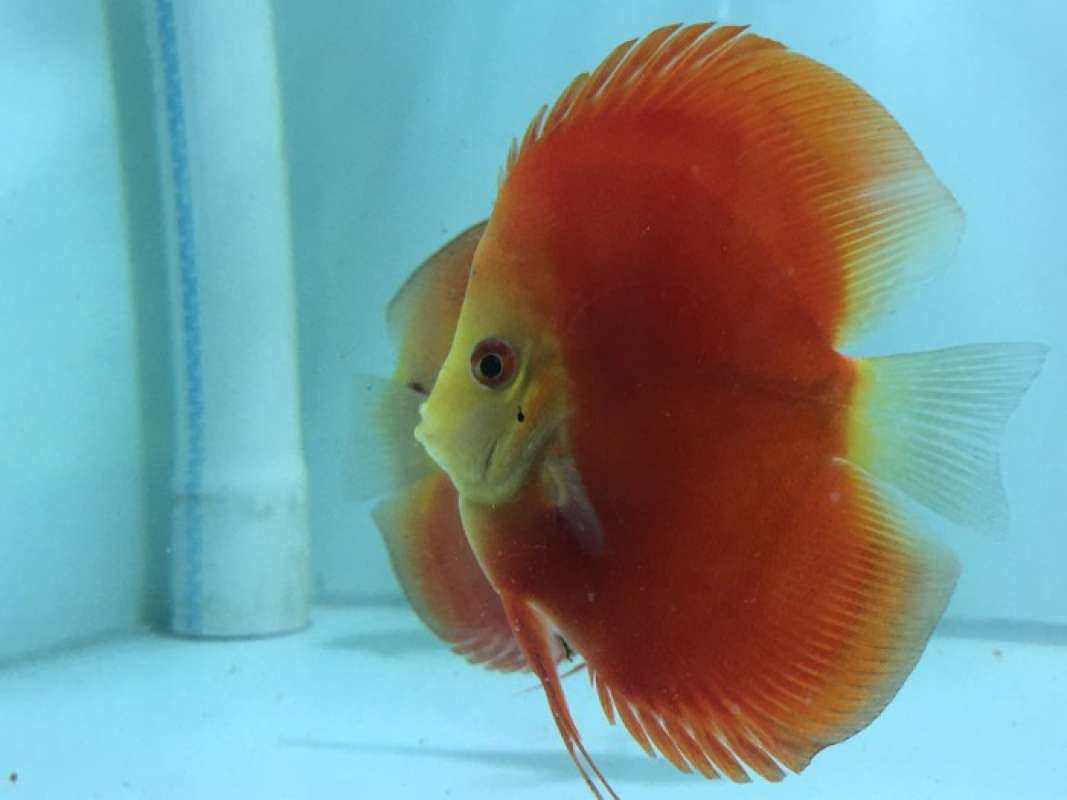 discus red melon hb