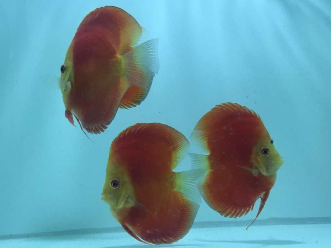 harga discus red melon