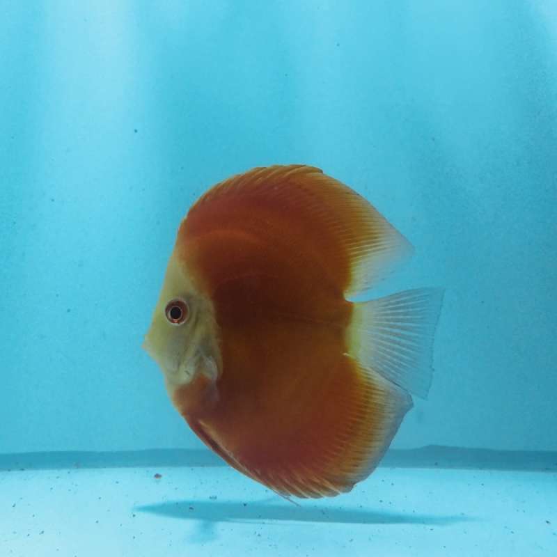 harga discus red melon