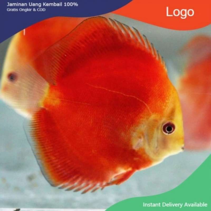 harga discus red melon