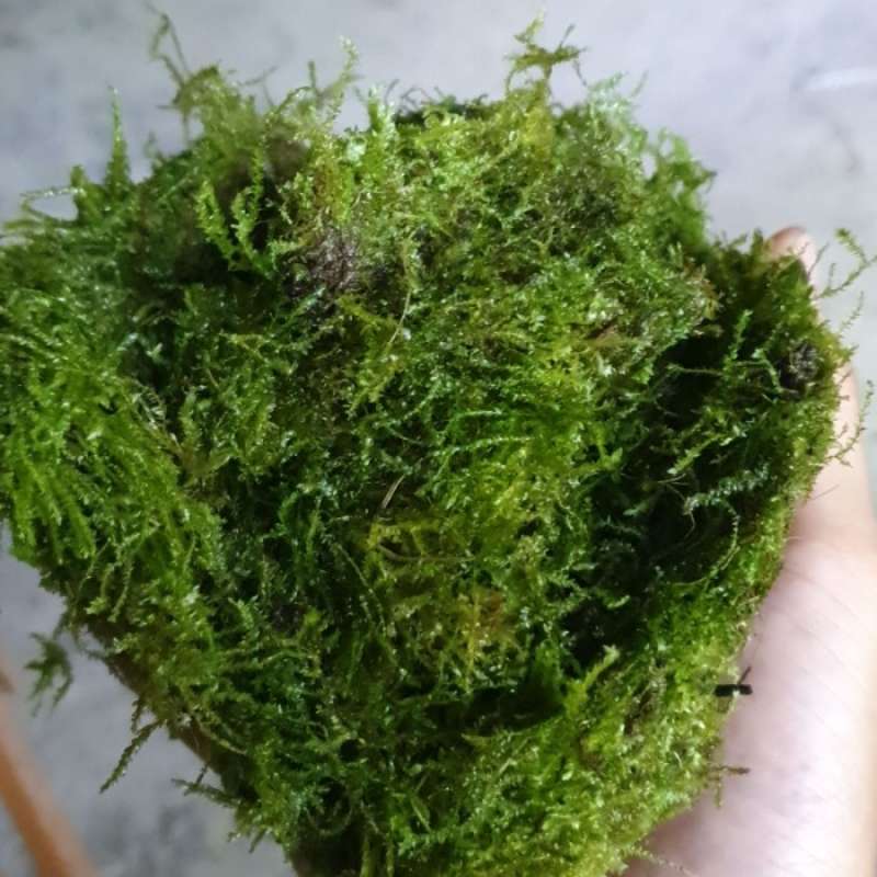 tanaman aquascape java moss
