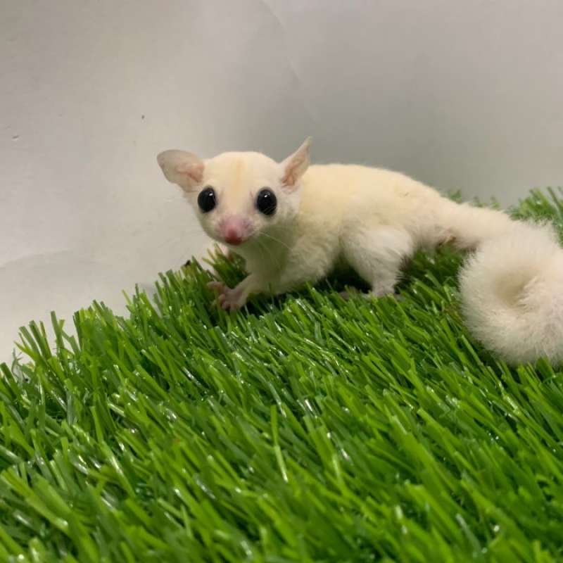cute sugar glider white