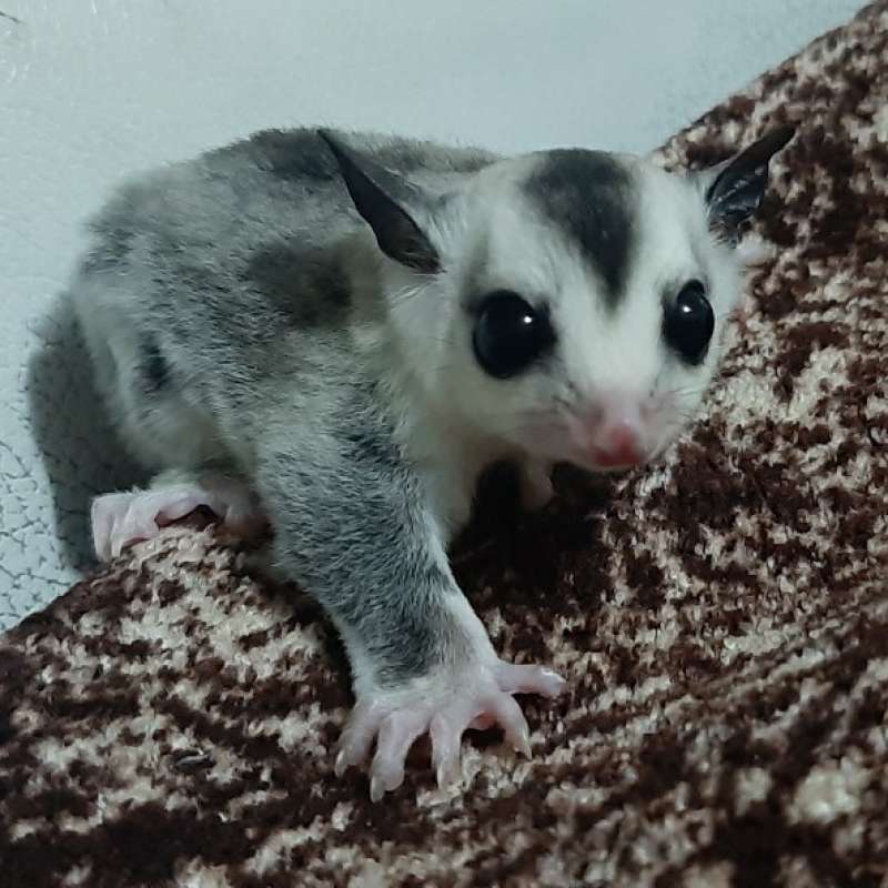 sugar glider grey harga