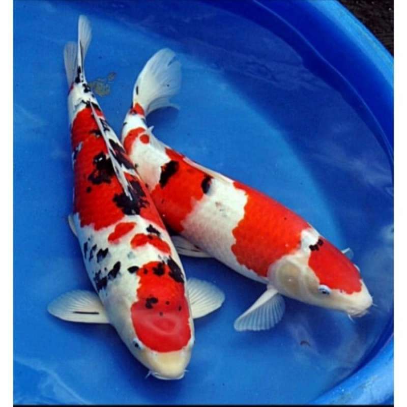 ikan koi slayer harga