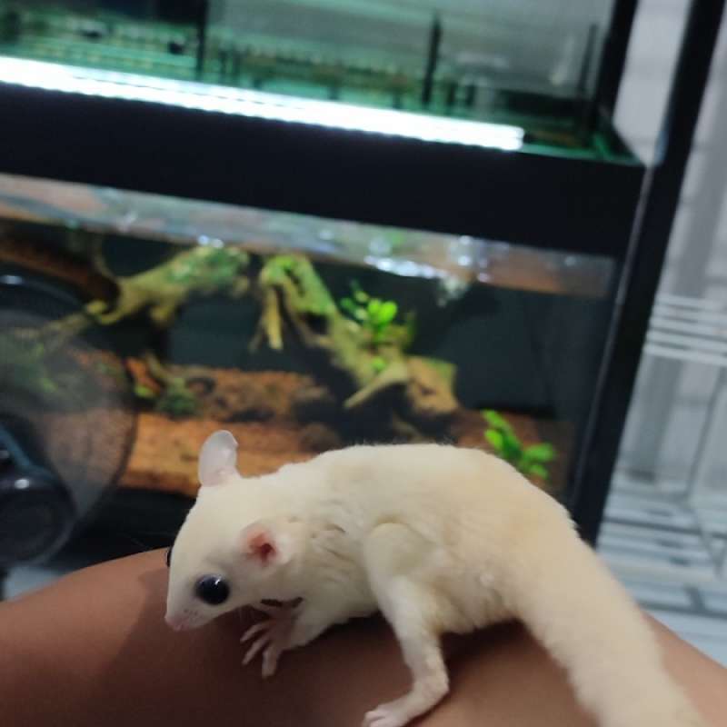 sugar glider grey harga