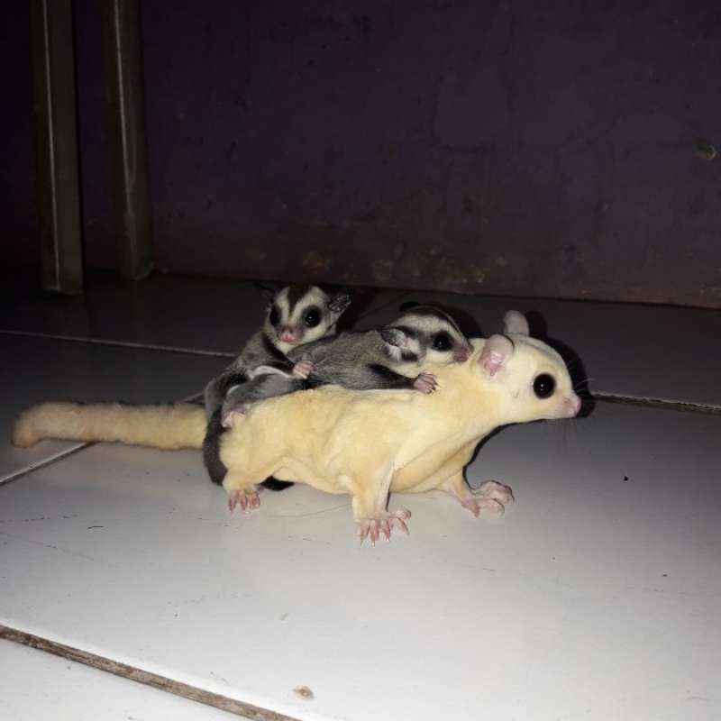 sugar glider grey harga