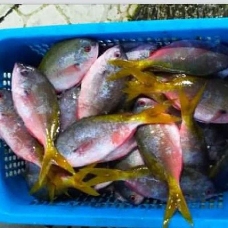 ikan laut