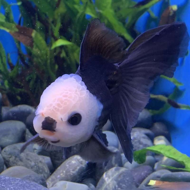 ikan koki panda