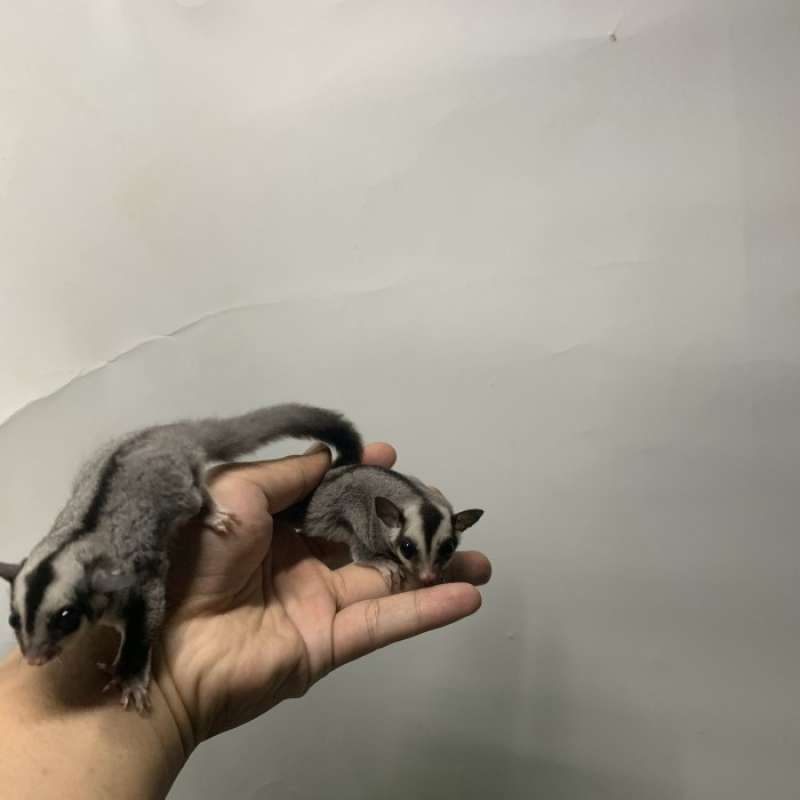 sugar glider grey harga
