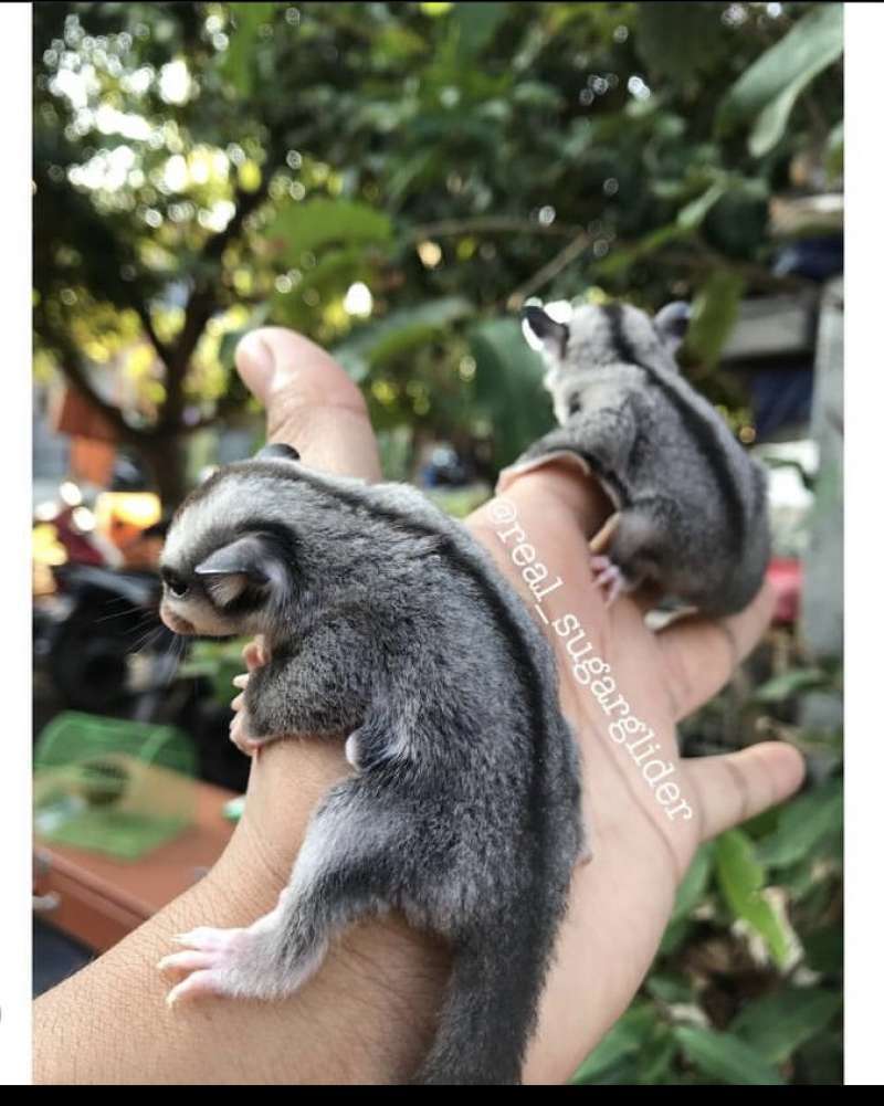 sugar glider grey harga