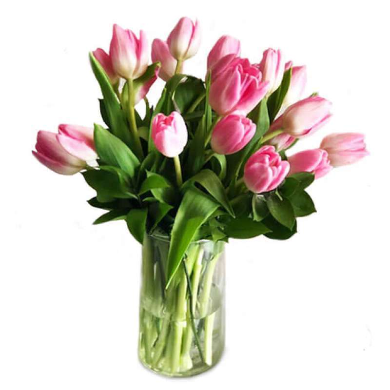 bunga tulip harga