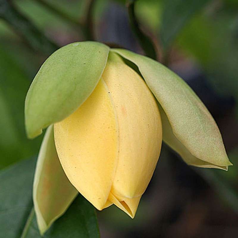 bunga cempaka kuning