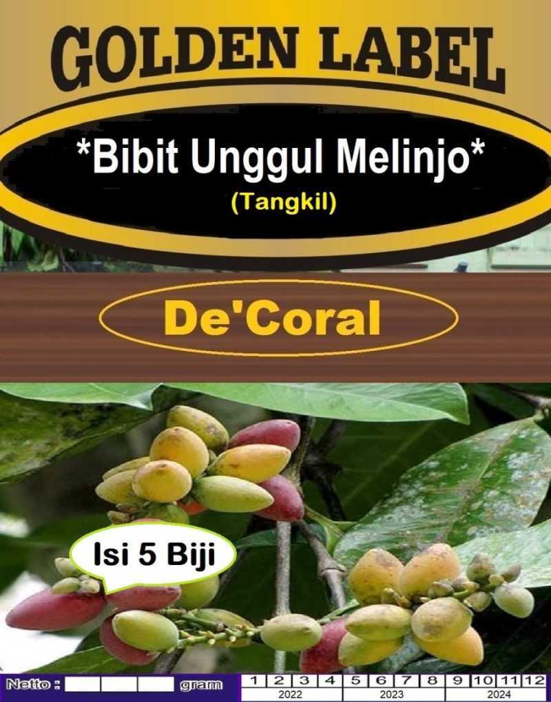 pohon melinjo berakar