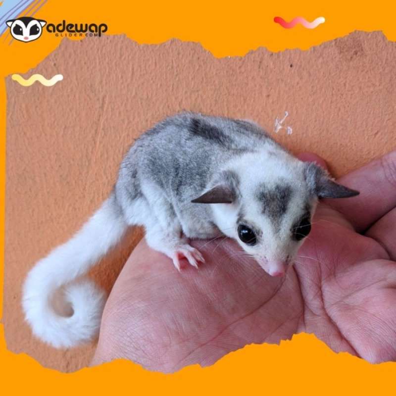 sugar glider grey harga