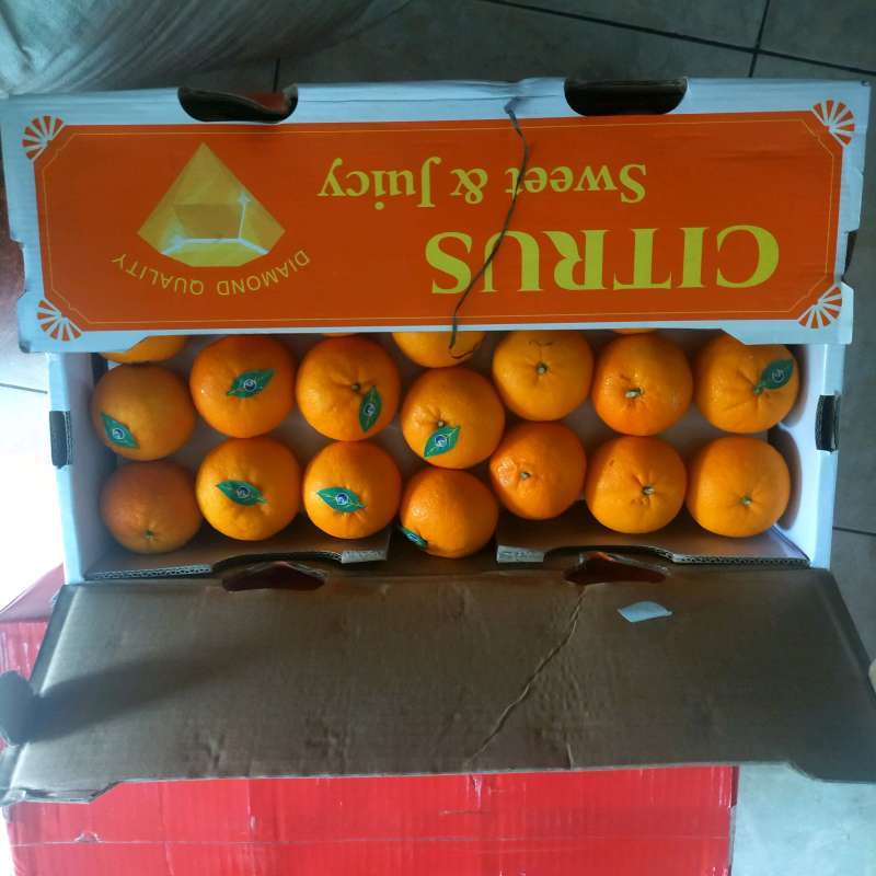 jeruk mandarin wogan