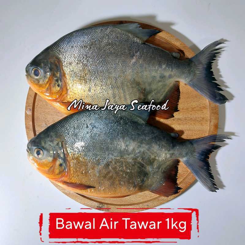 ikan tawar