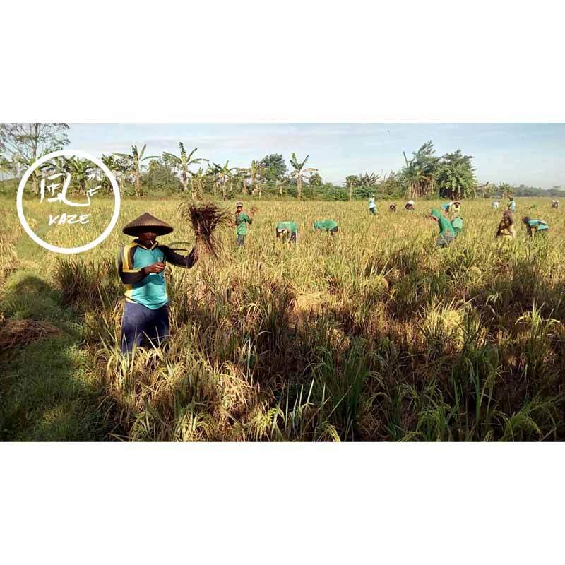 Jual Kaze Rice Beras Putih Jepang Nikomaru Di Seller Kaze Rice ...